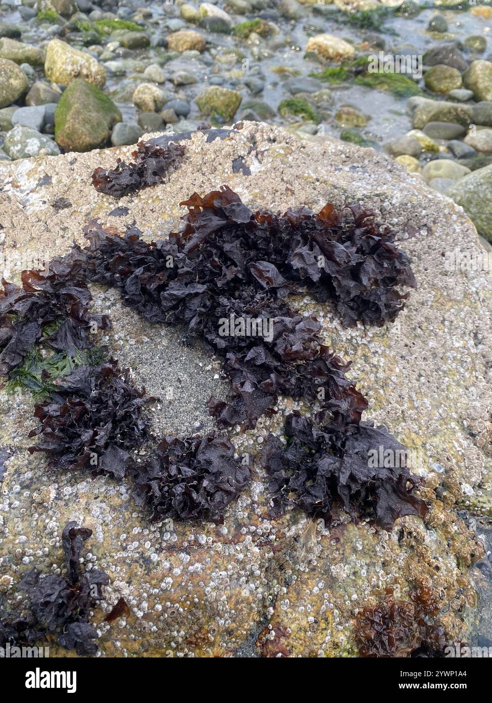 encrusting red algae (Mastocarpus Stock Photo - Alamy