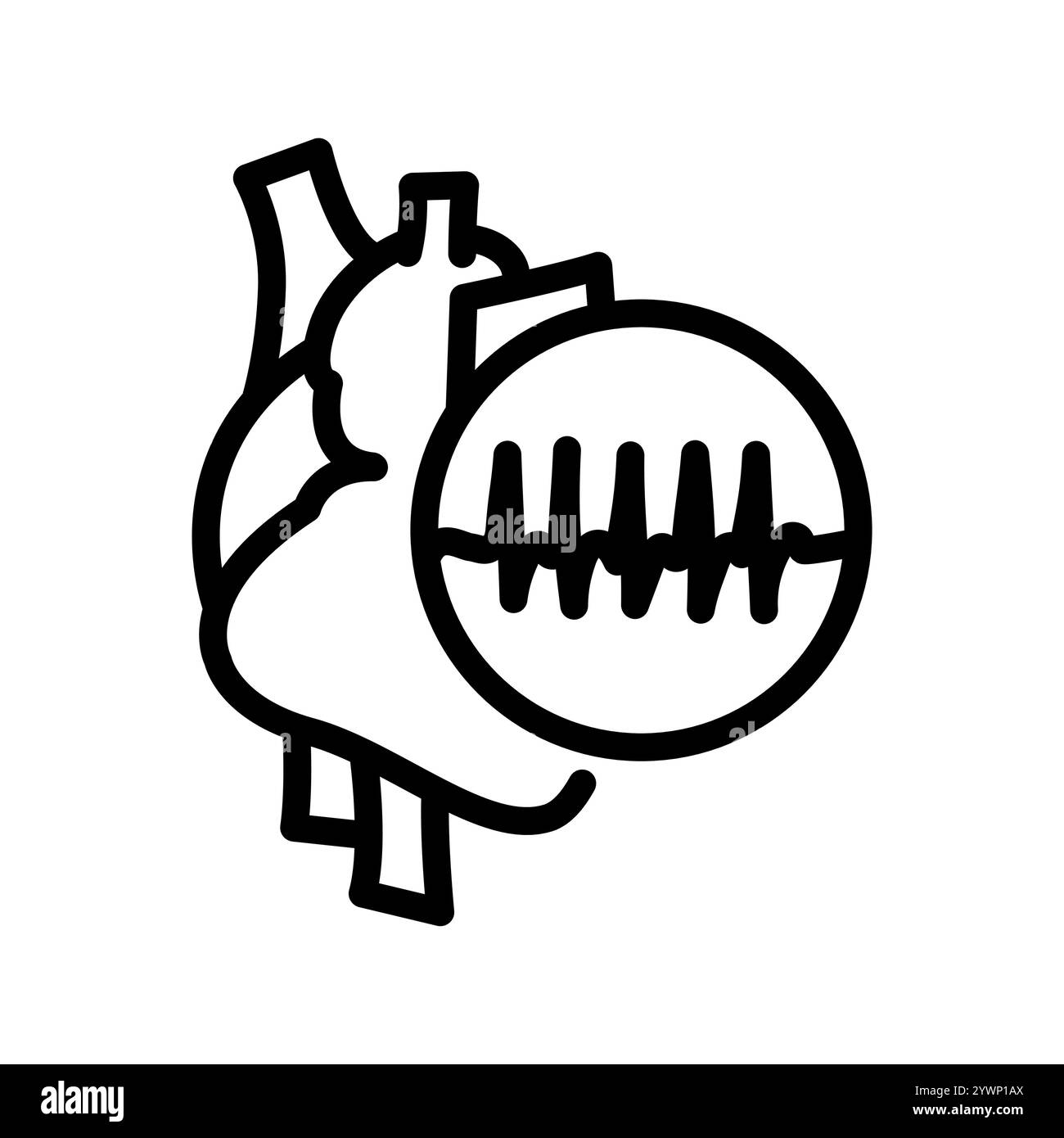 Myocardium vector vectors Black and White Stock Photos & Images - Alamy