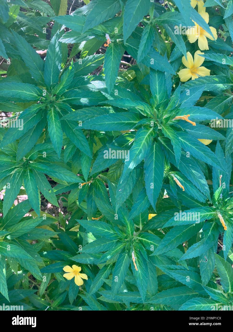 Yellow alder (Turnera ulmifolia Stock Photo - Alamy