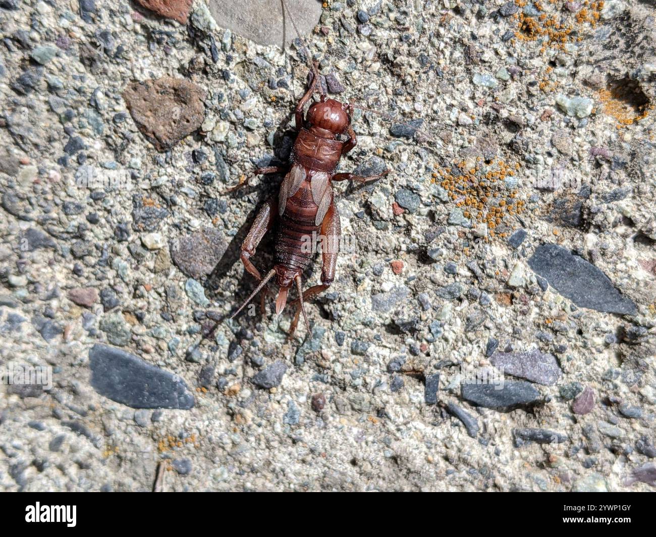 True Crickets and Allies (Grylloidea Stock Photo - Alamy