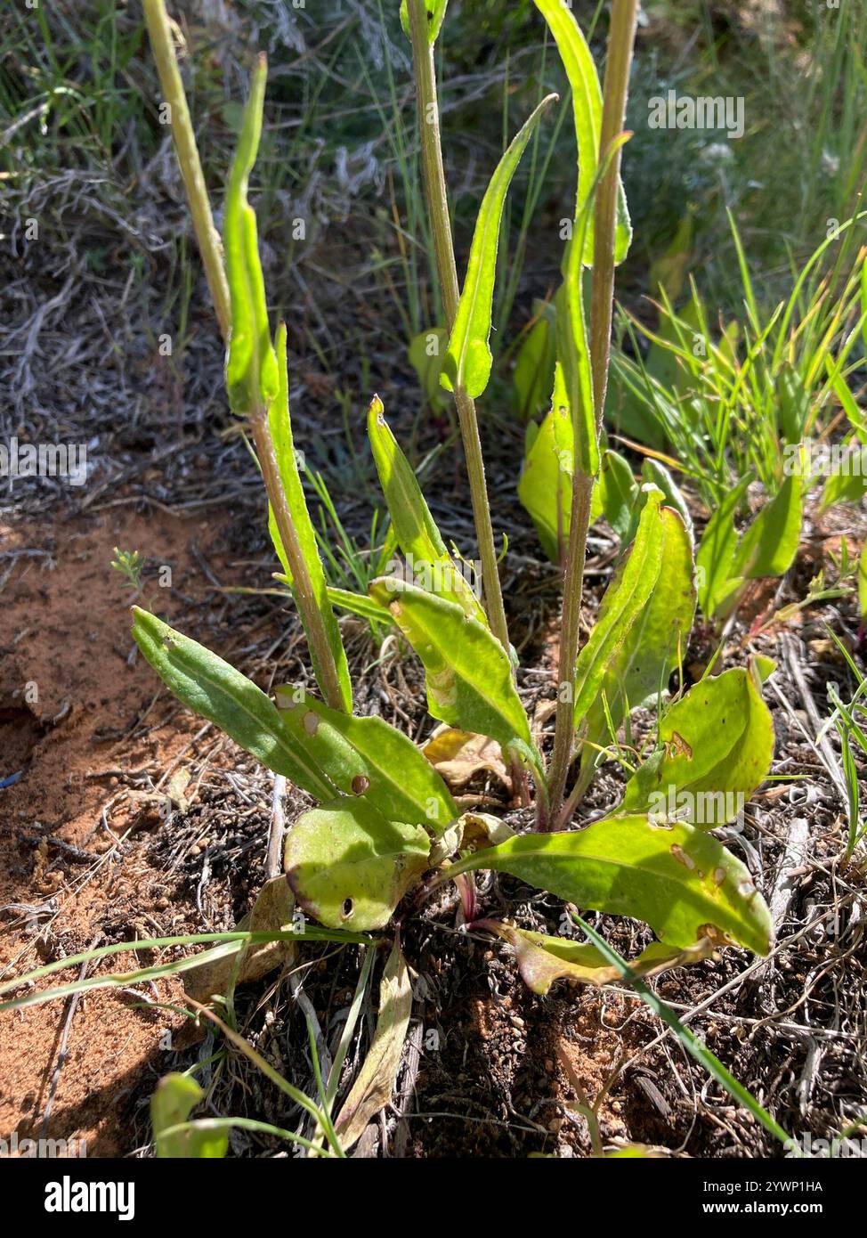 columbia ragwort (Senecio integerrimus exaltatus Stock Photo - Alamy