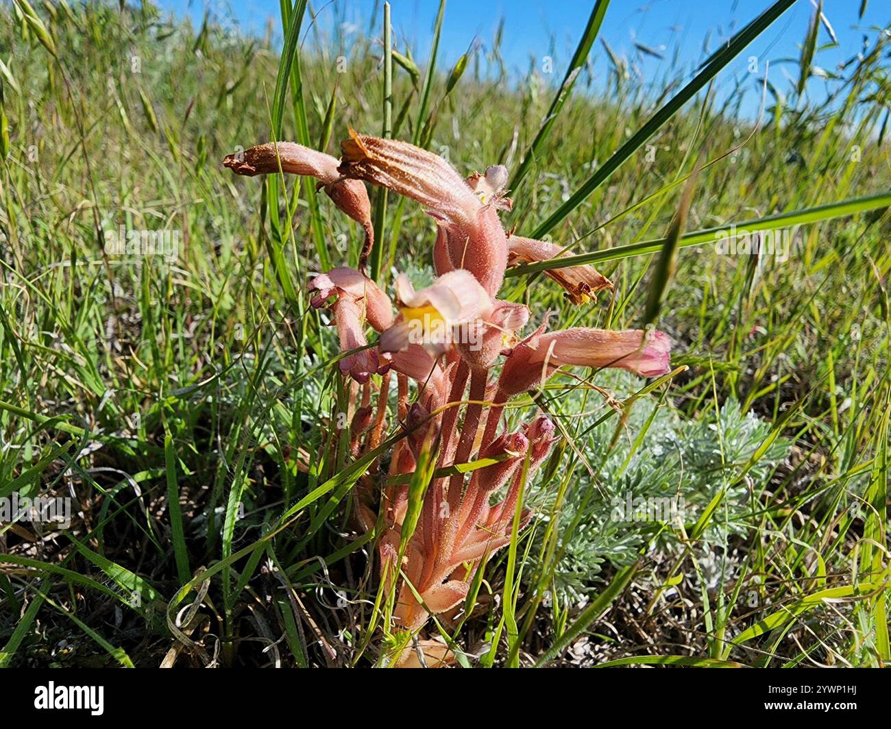 clustered broomrape (Aphyllon fasciculatum Stock Photo - Alamy