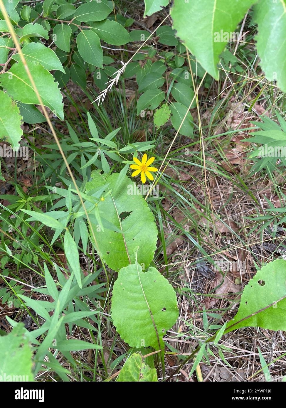 Greater Tickseed (Coreopsis major Stock Photo - Alamy
