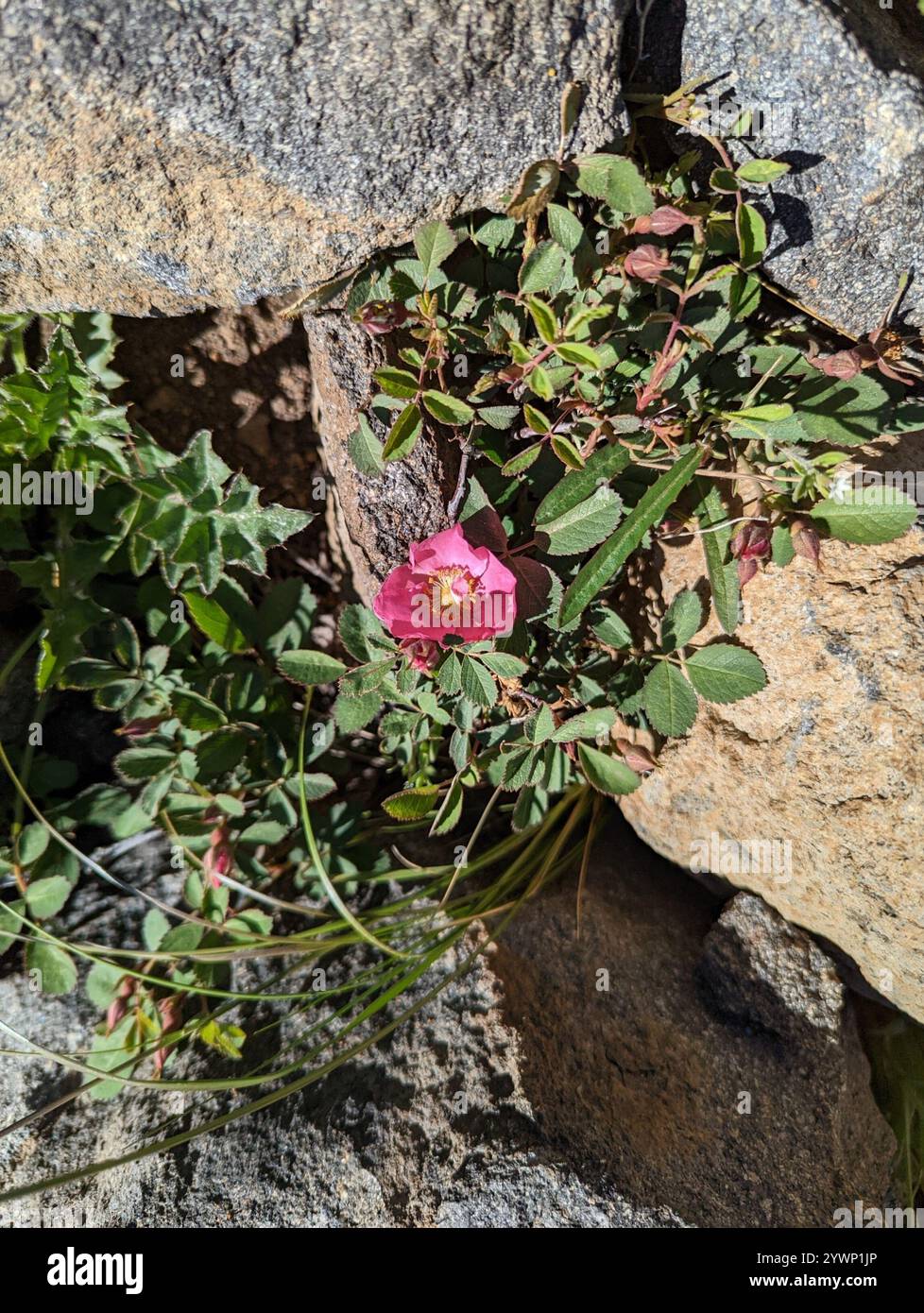 California Wild Rose (Rosa californica Stock Photo - Alamy