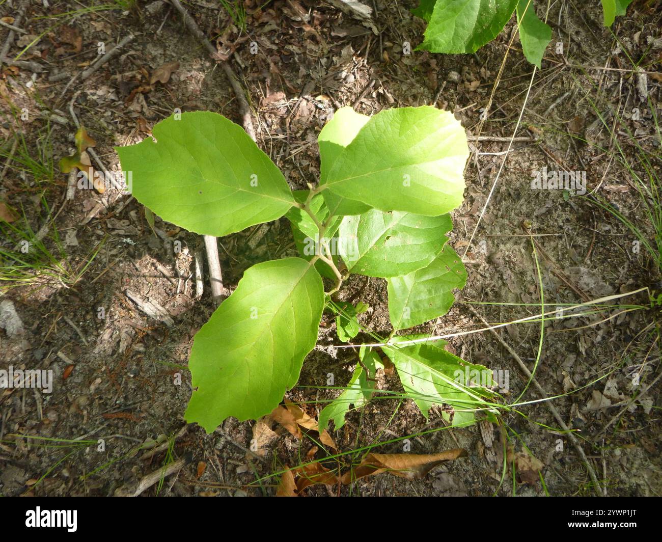 Bigleaf Snowbell (Styrax grandifolius Stock Photo - Alamy