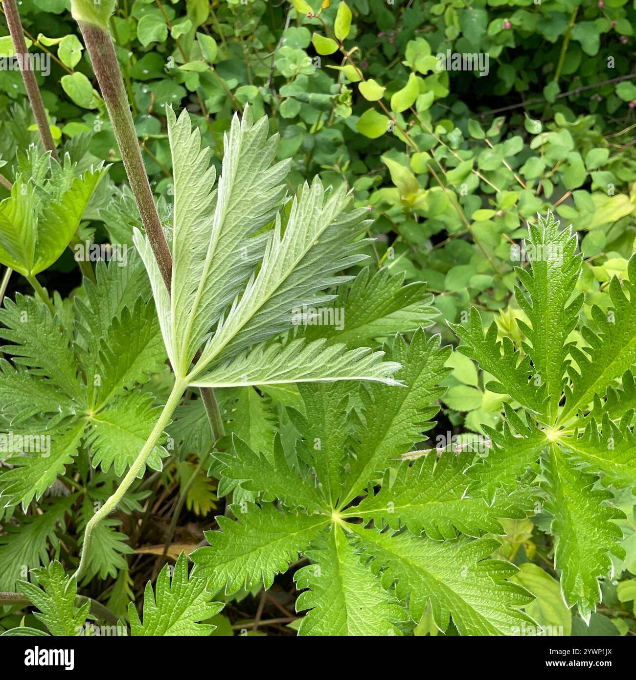 slender cinquefoil (Potentilla gracilis Stock Photo - Alamy
