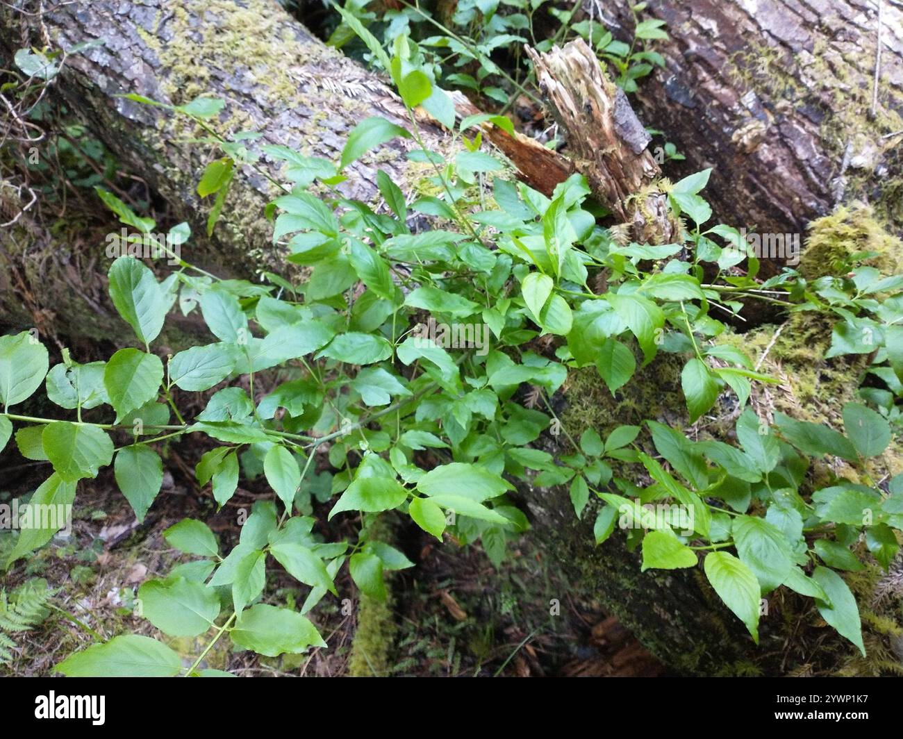 western burning bush (Euonymus occidentalis Stock Photo - Alamy