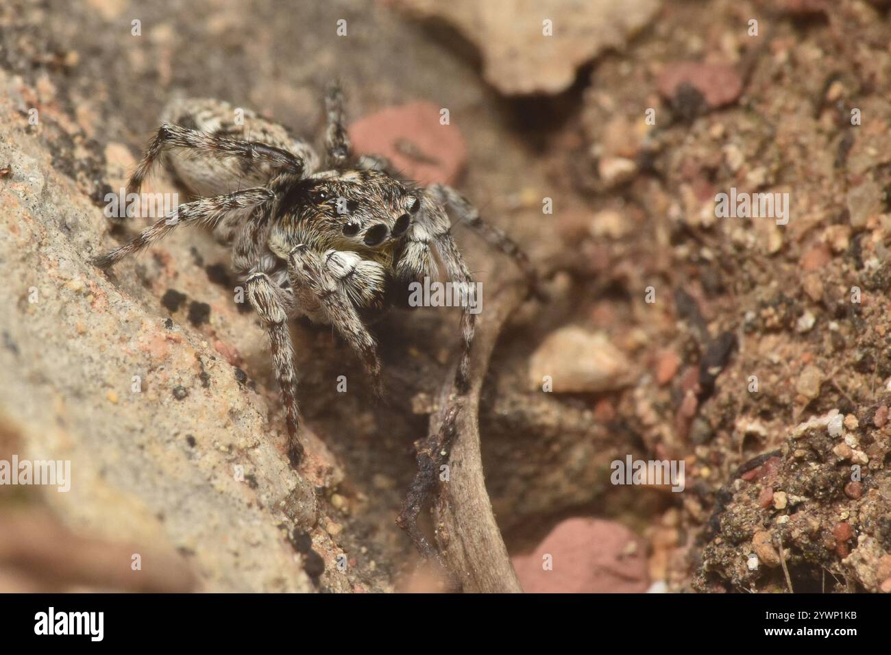 Attulus hi-res stock photography and images - Alamy