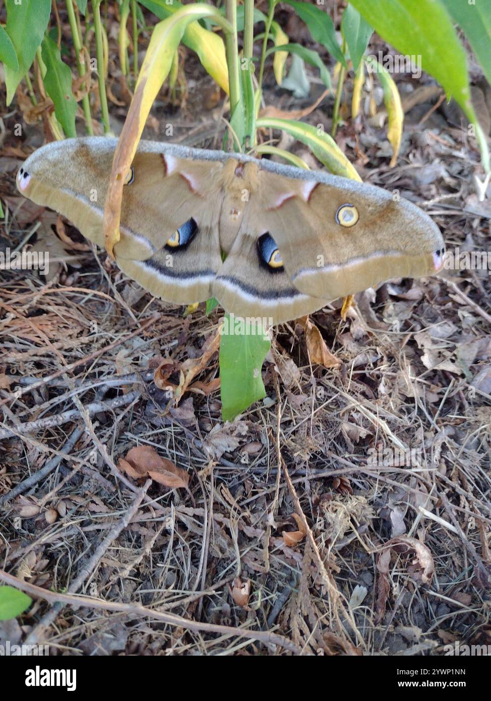 Polyphemus Moth (Antheraea polyphemus Stock Photo - Alamy