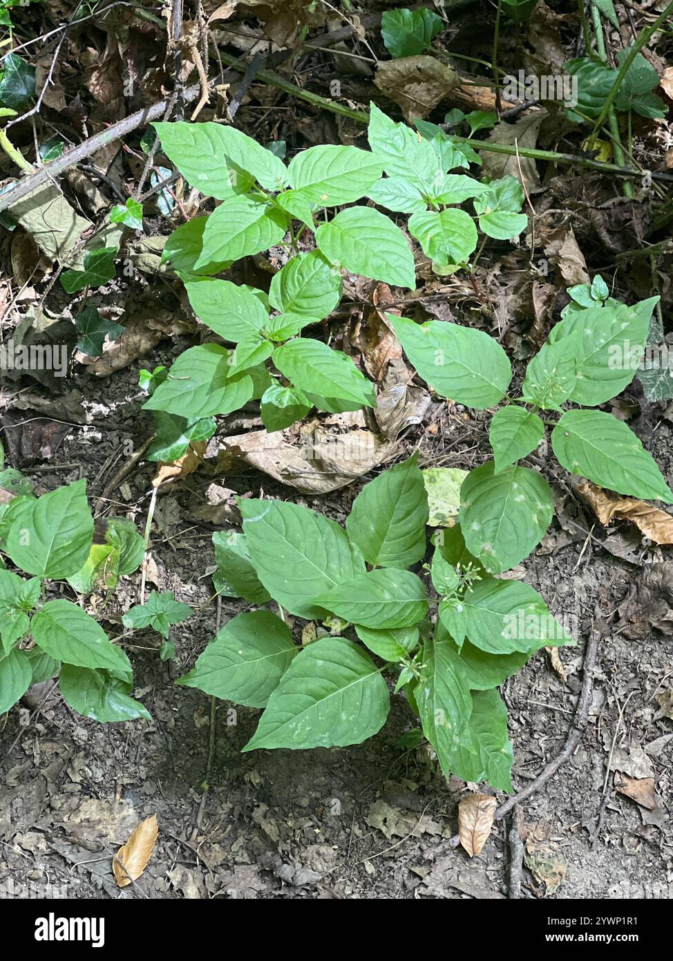 enchanter's-nightshade (Circaea lutetiana Stock Photo - Alamy