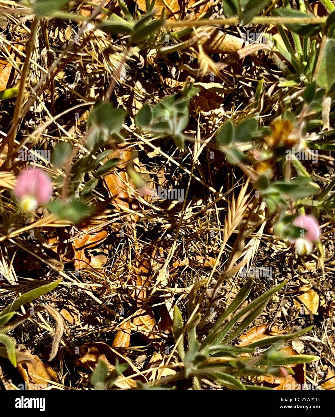 Spanish clover (Acmispon americanus Stock Photo - Alamy