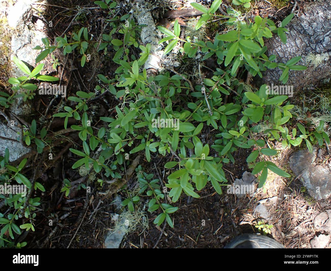 Oregon Boxwood (Paxistima myrsinites Stock Photo - Alamy