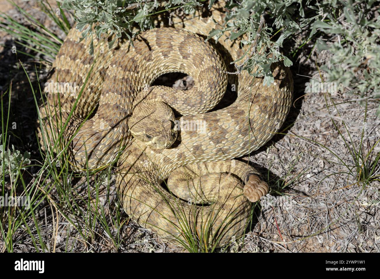 Prairie Rattlesnake (Crotalus viridis Stock Photo - Alamy