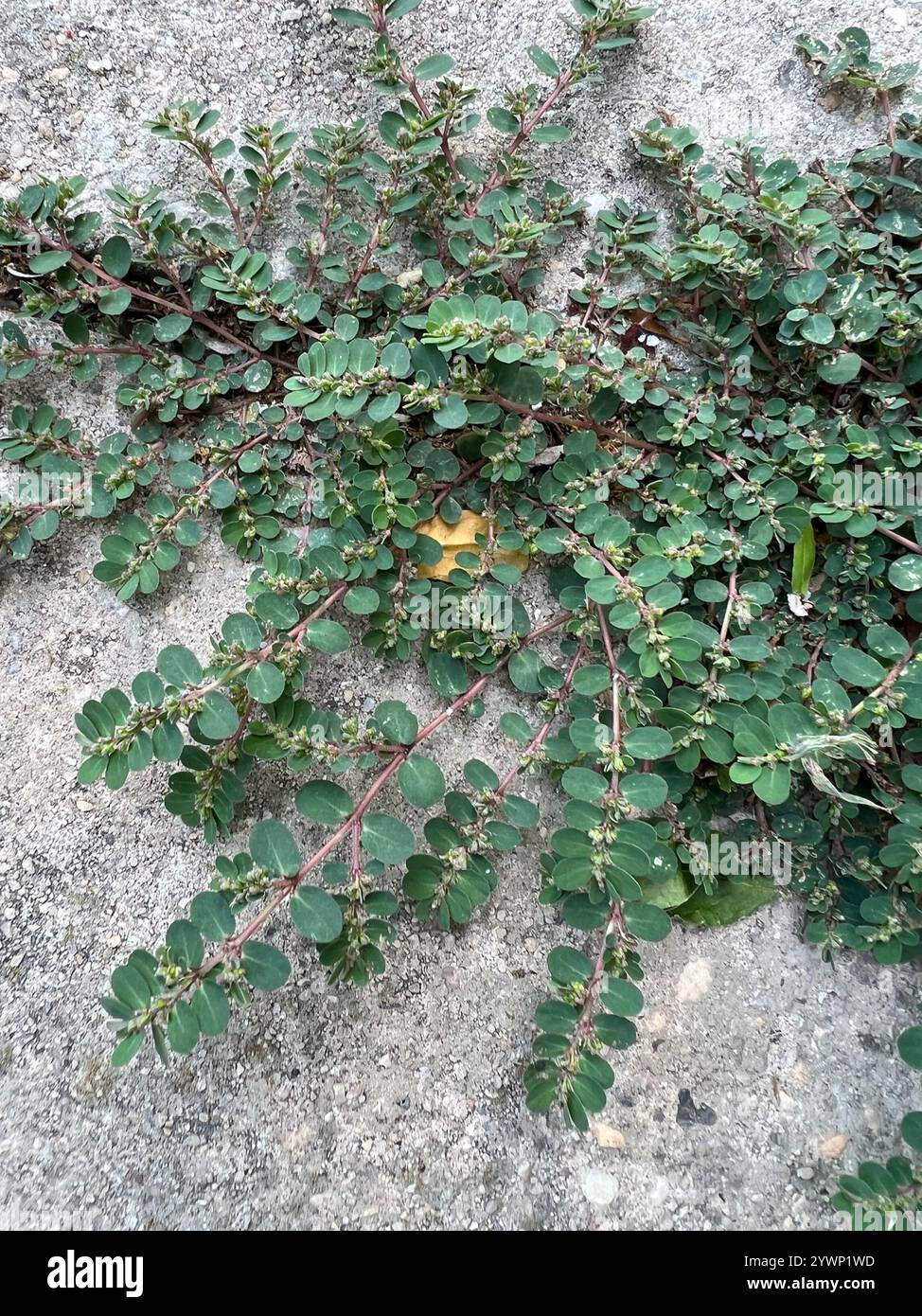 prostrate sandmat (Euphorbia prostrata Stock Photo - Alamy