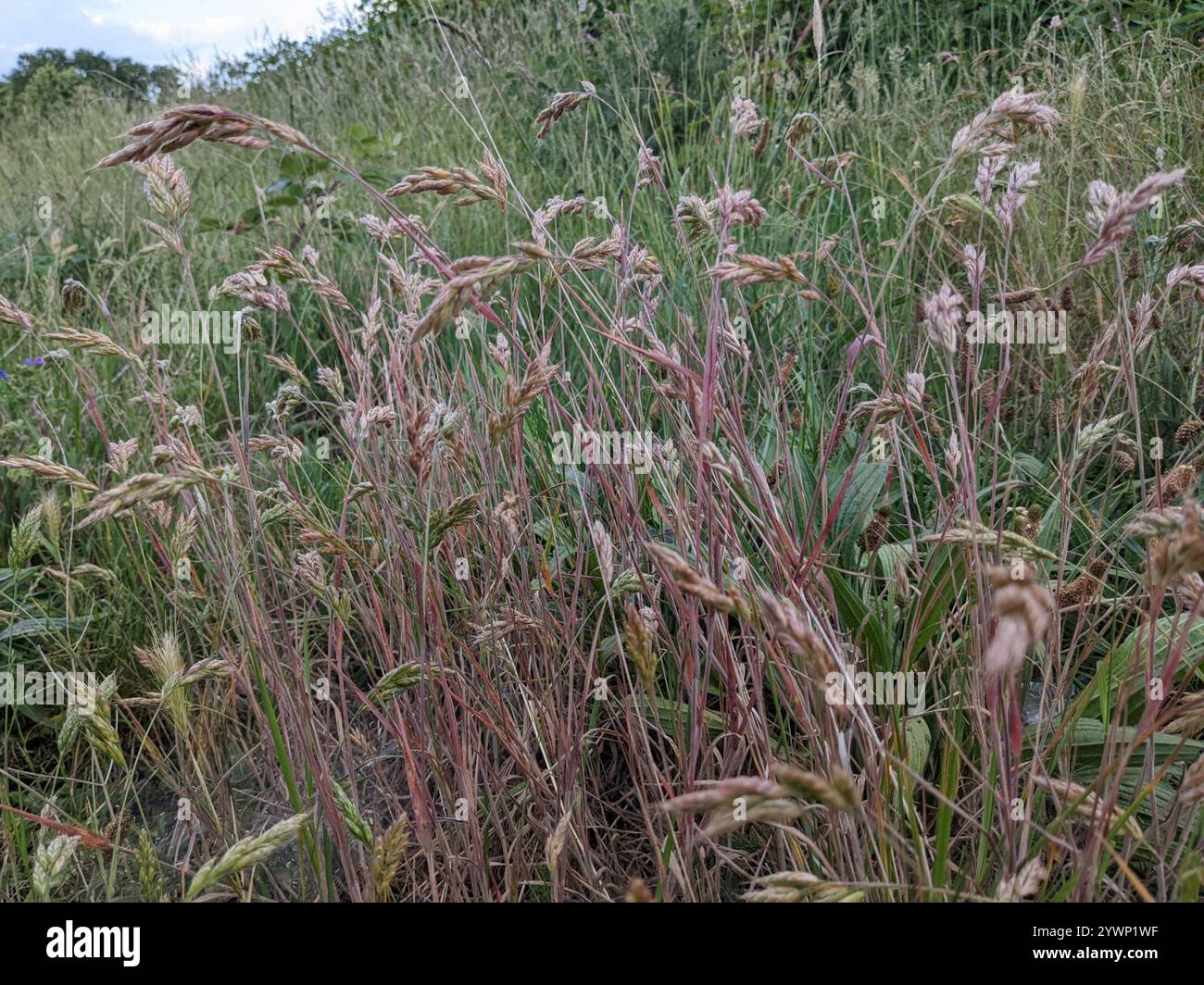 common soft brome (Bromus hordeaceus Stock Photo - Alamy
