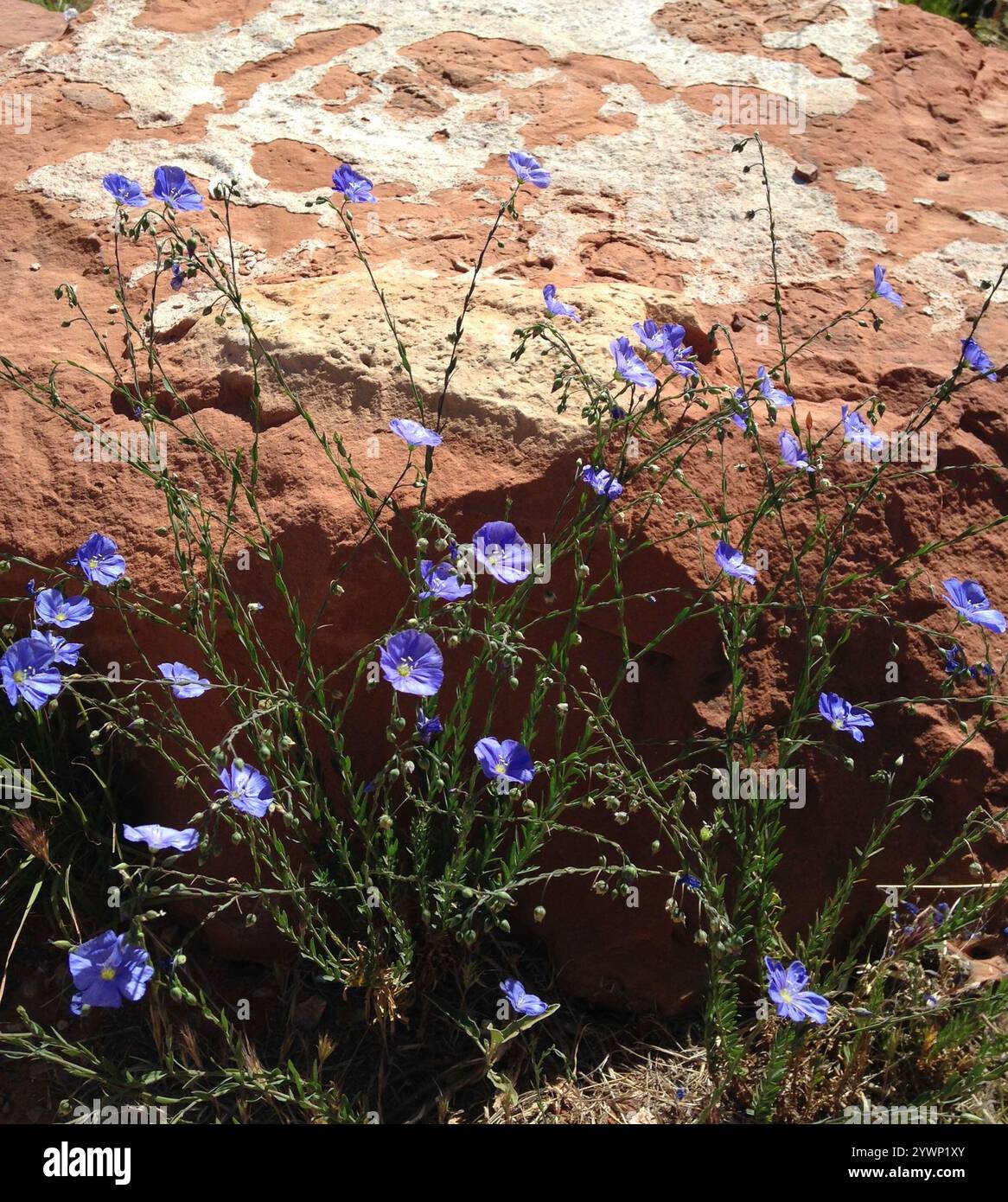 Lewis flax (Linum lewisii Stock Photo - Alamy