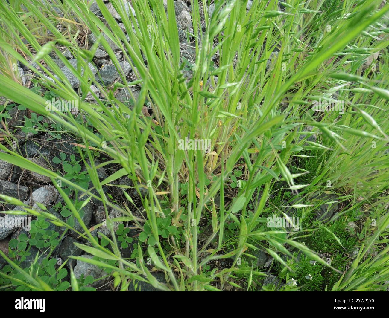 Japanese brome (Bromus japonicus Stock Photo - Alamy