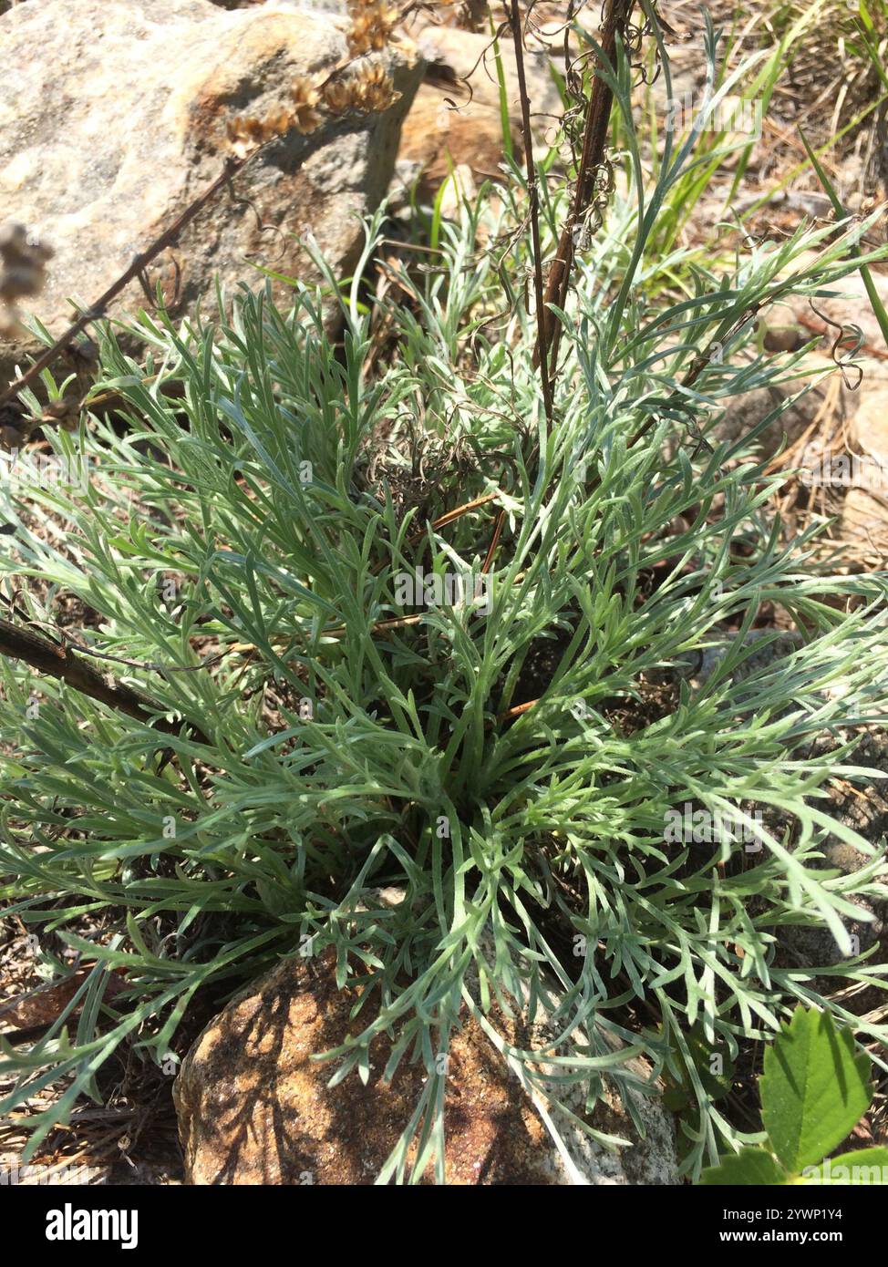 Field Sagewort (Artemisia campestris Stock Photo - Alamy
