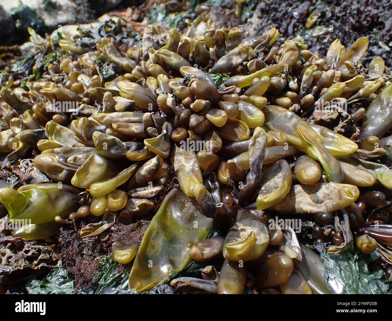 Sea Sacks (Halosaccion glandiforme Stock Photo - Alamy
