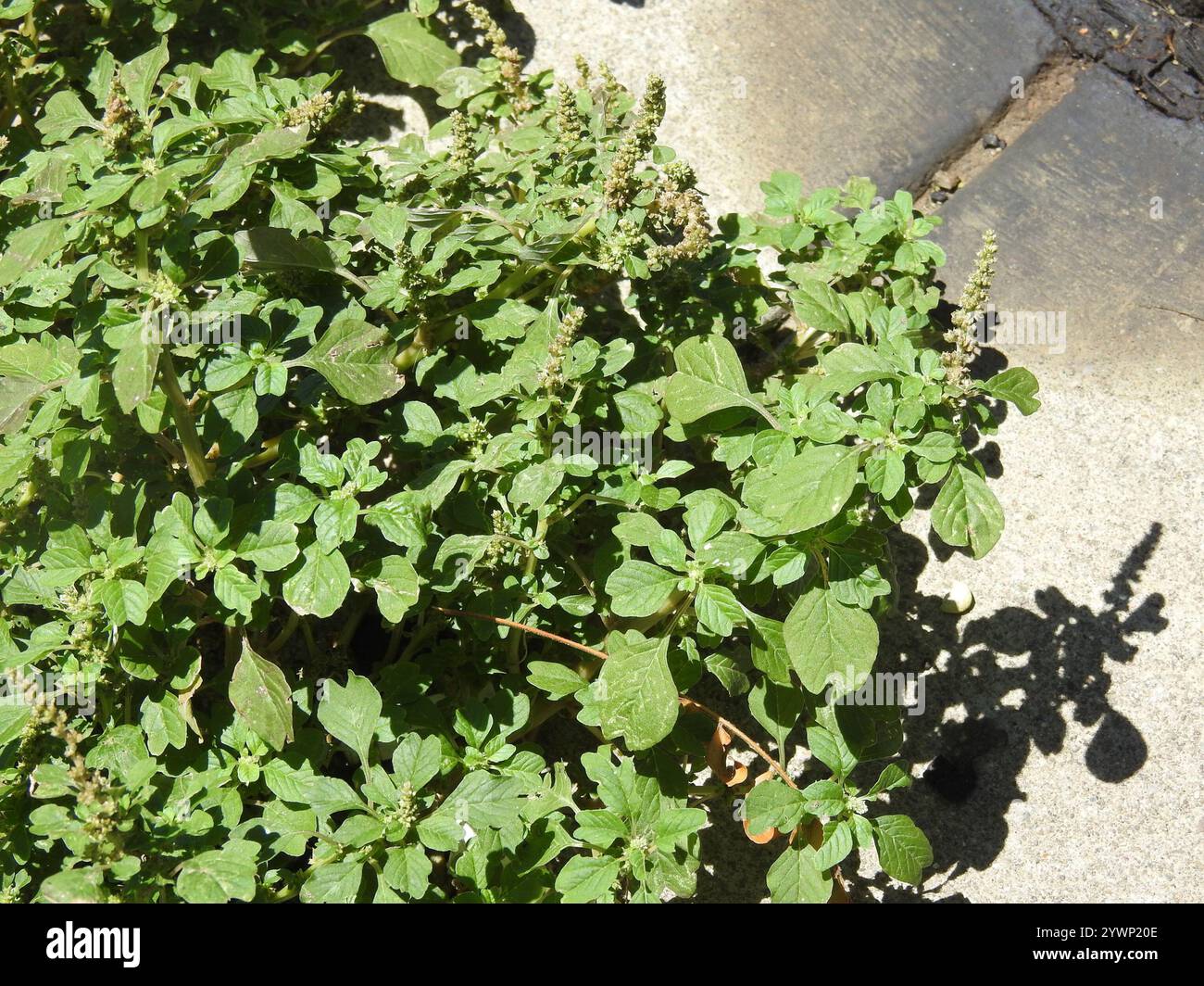 Redroot Amaranth (Amaranthus retroflexus Stock Photo - Alamy