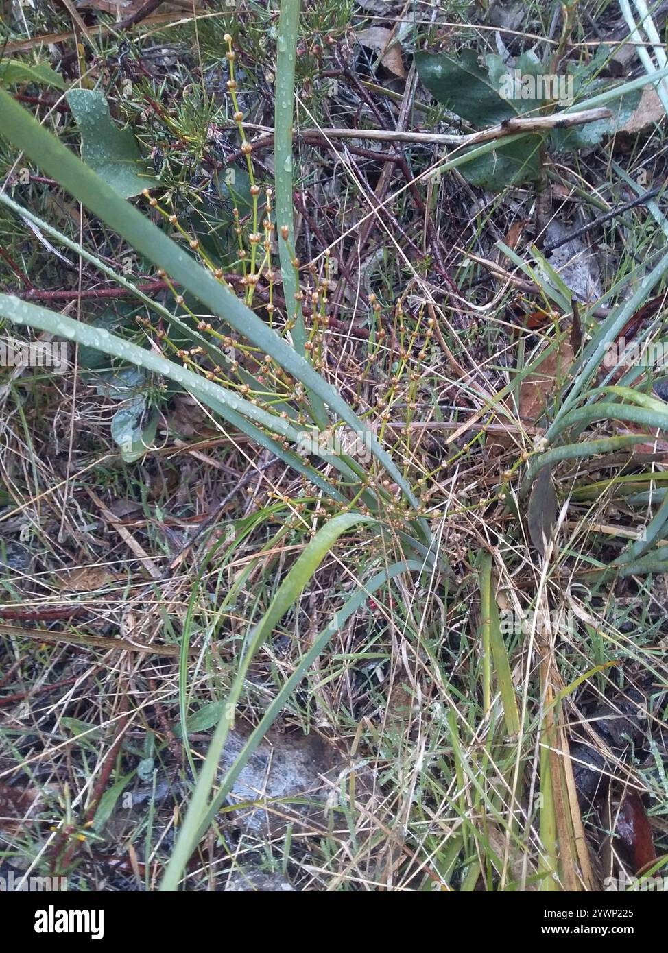 iron-grass (Lomandra multiflora dura Stock Photo - Alamy
