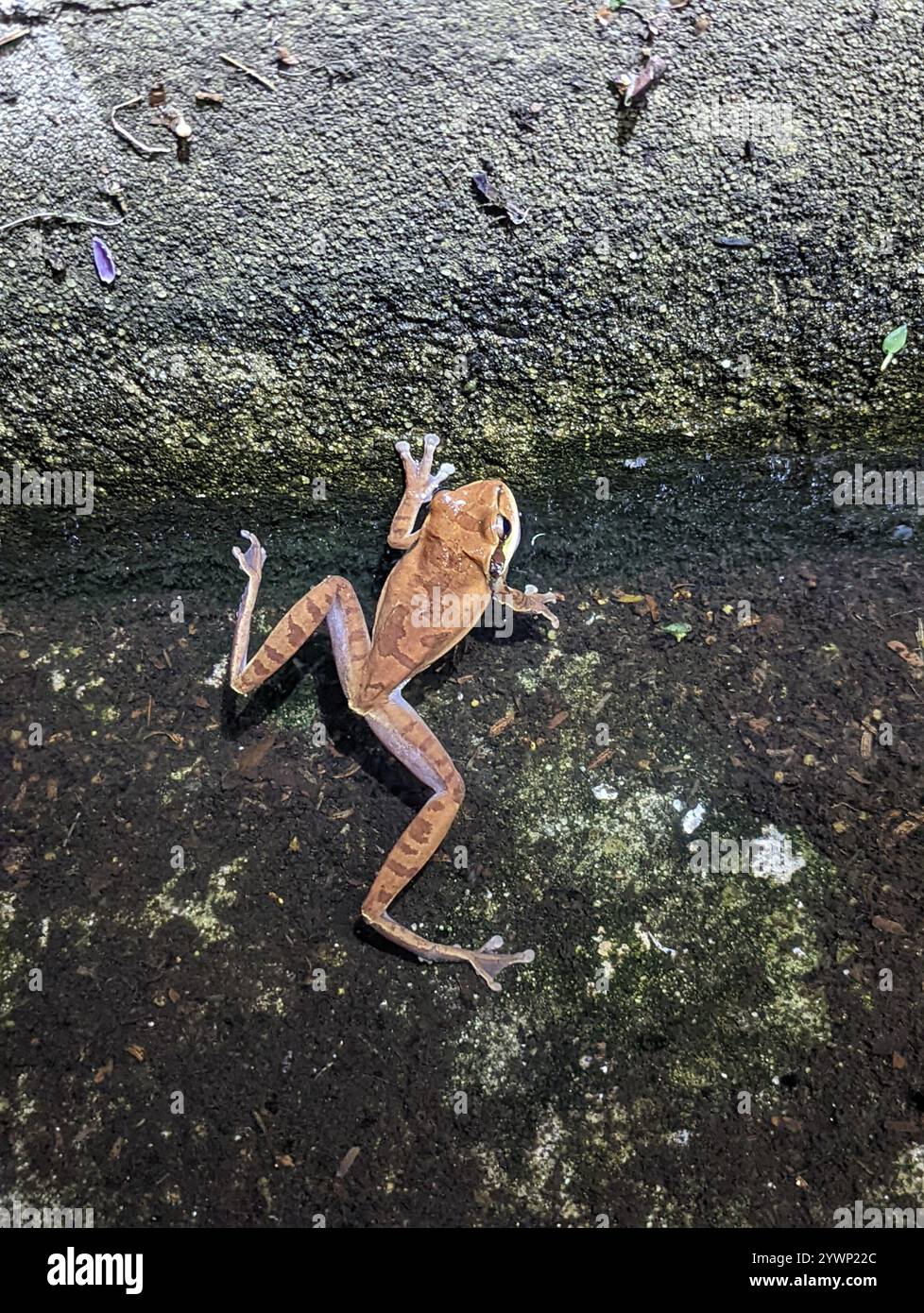 Masked Tree Frog (Smilisca phaeota Stock Photo - Alamy
