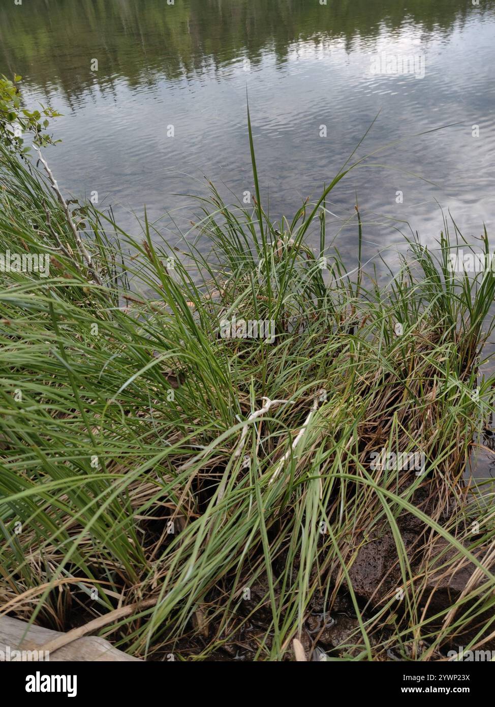 water sedge (Carex aquatilis Stock Photo - Alamy