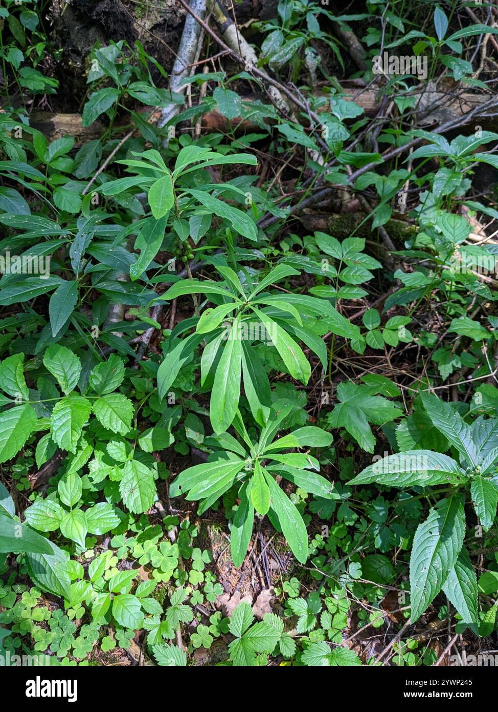 Mezereon (Daphne mezereum Stock Photo - Alamy