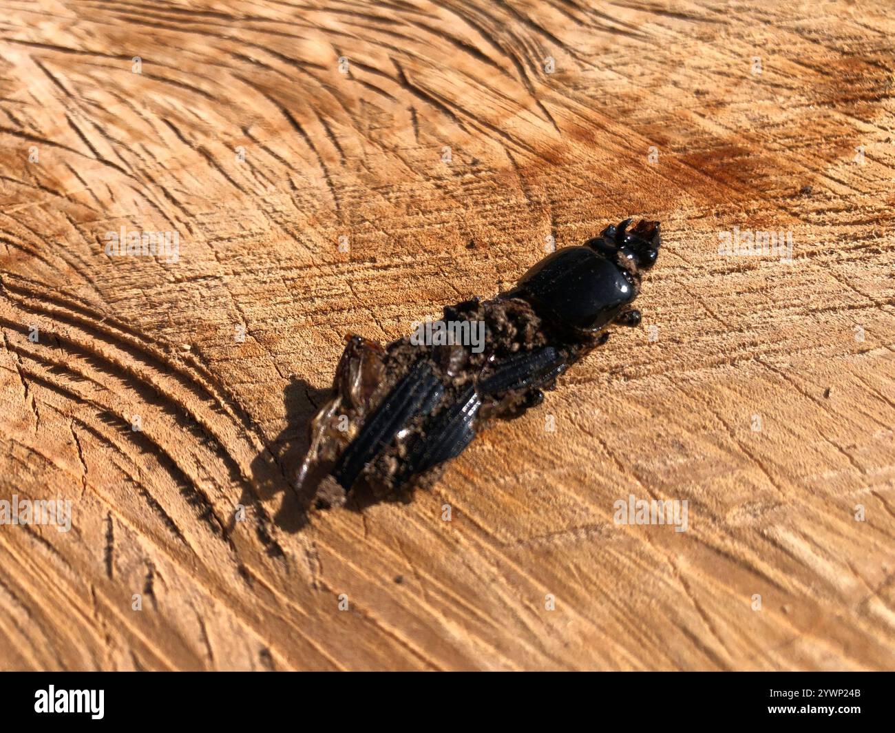 Odontotaenius disjunctus hi-res stock photography and images - Alamy