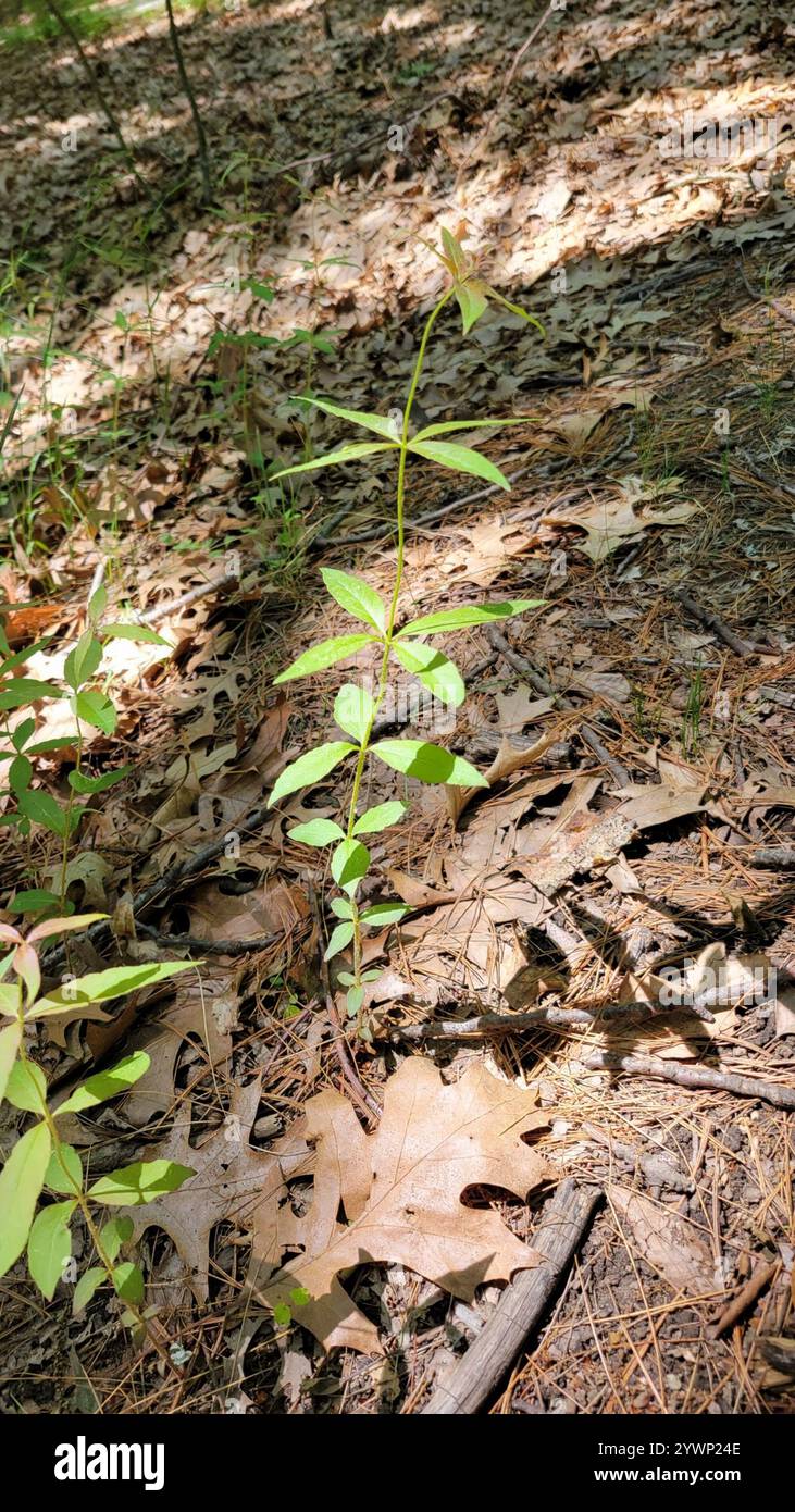 Culver's root (Veronicastrum virginicum Stock Photo - Alamy