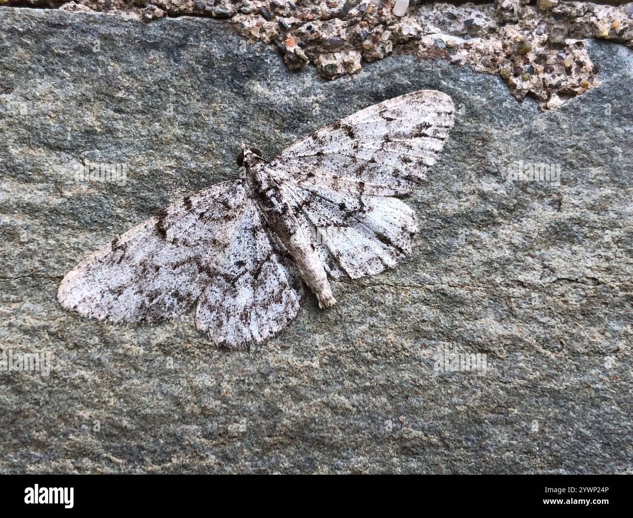 Porcelain Gray (Protoboarmia porcelaria Stock Photo - Alamy