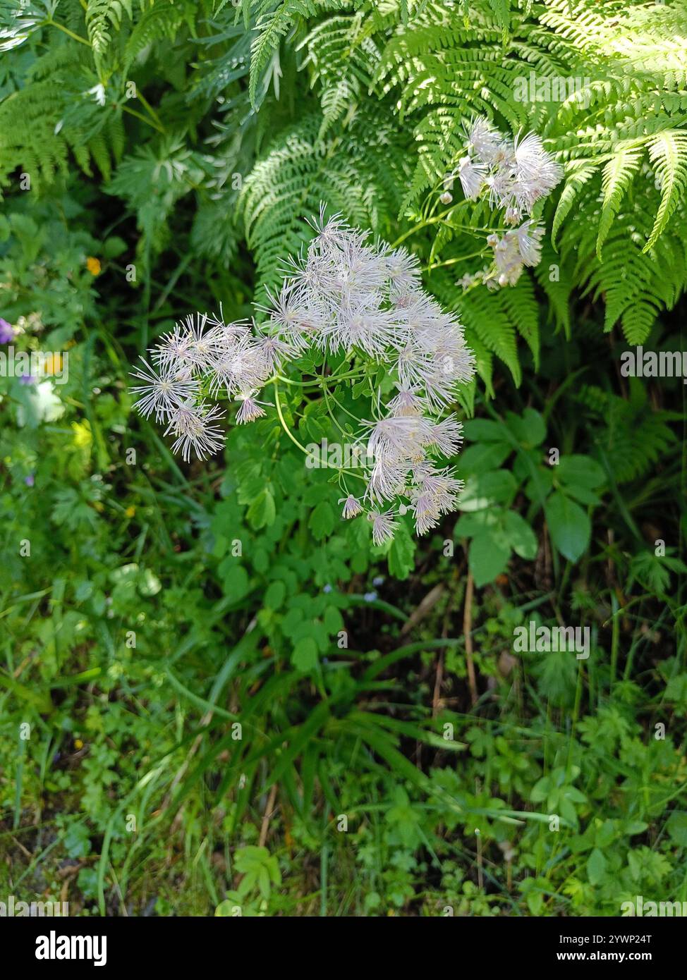 French meadow-rue (Thalictrum aquilegiifolium Stock Photo - Alamy