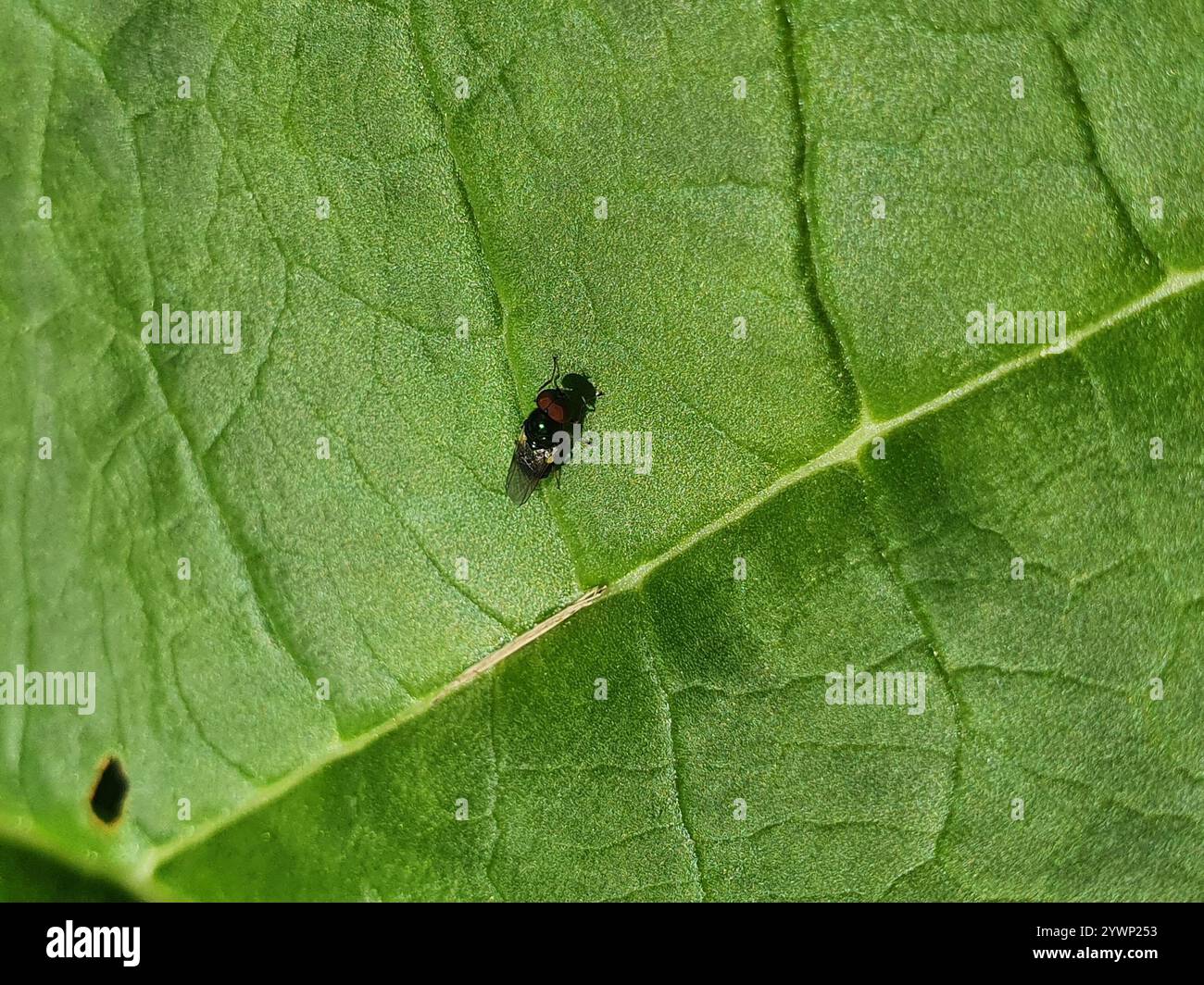 Black-horned Gem Fly (Microchrysa polita Stock Photo - Alamy
