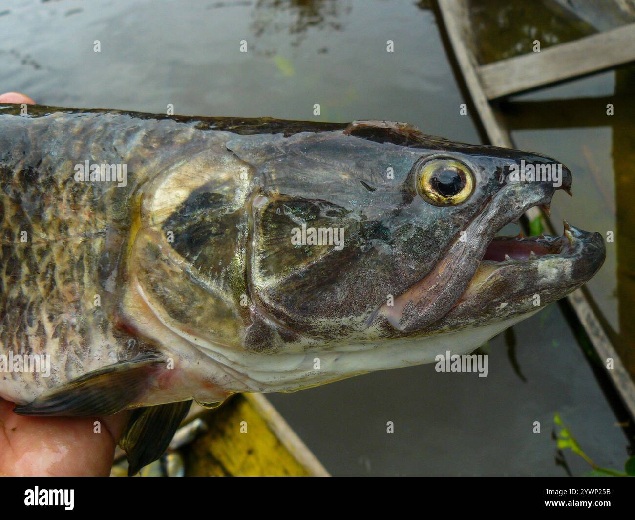 Hoplias malabaricus hi-res stock photography and images - Alamy