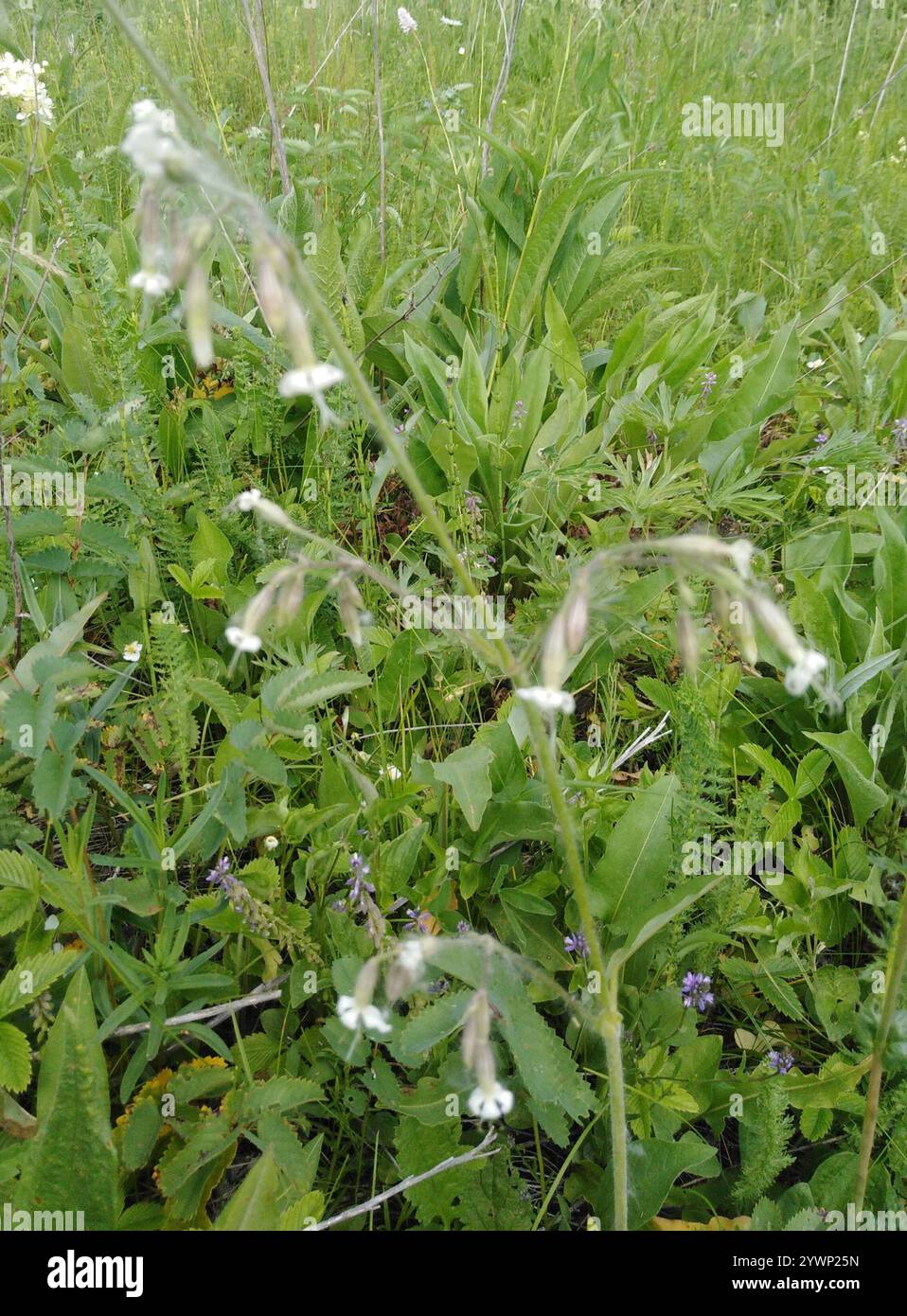 Nottingham Catchfly (Silene nutans Stock Photo - Alamy