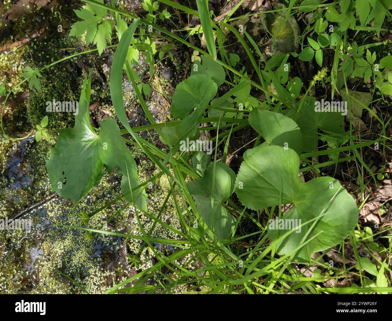 marsh marigold (Caltha palustris Stock Photo - Alamy
