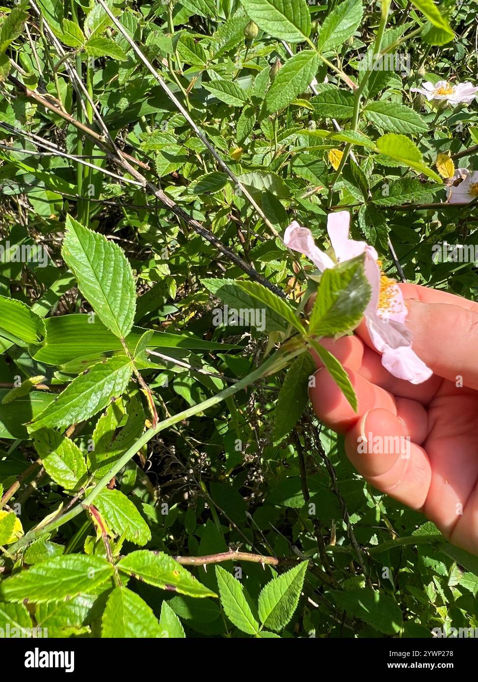 climbing prairie rose (Rosa setigera Stock Photo - Alamy
