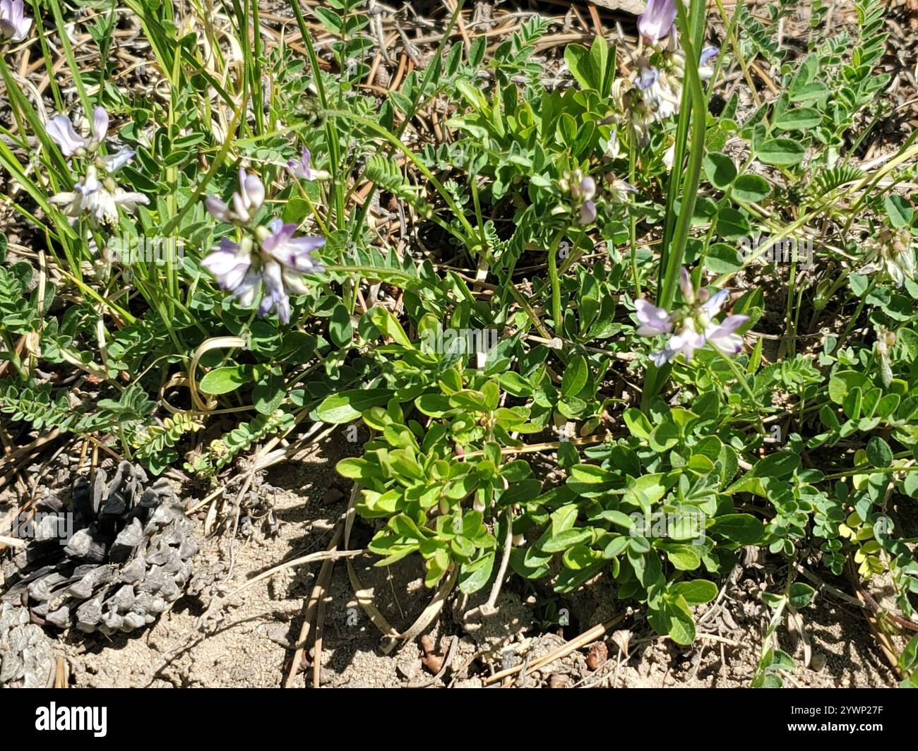 Alpine Milkvetch (Astragalus alpinus Stock Photo - Alamy