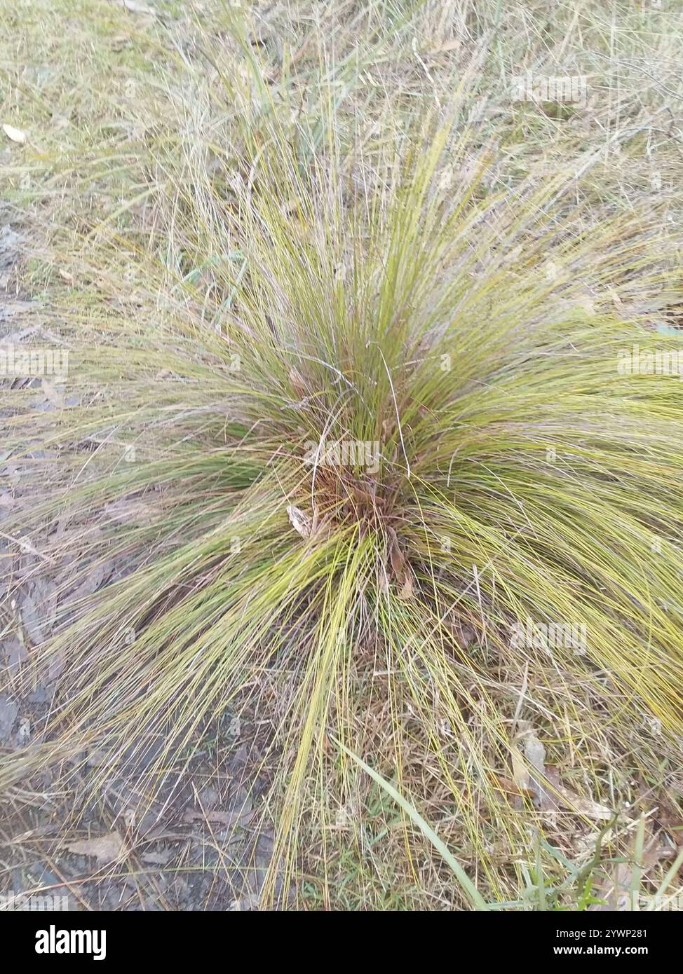 Rapier sedge hi-res stock photography and images - Alamy