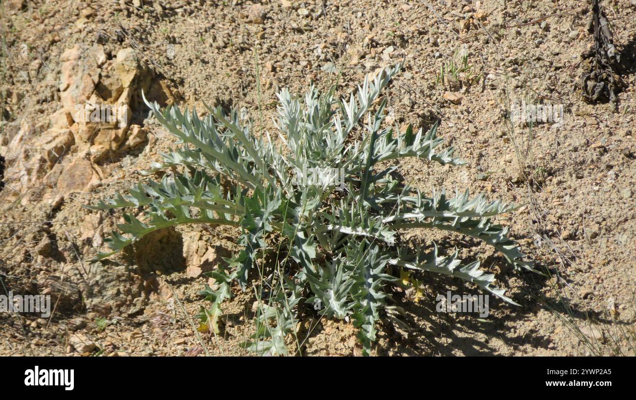 wavyleaf thistle (Cirsium undulatum Stock Photo - Alamy