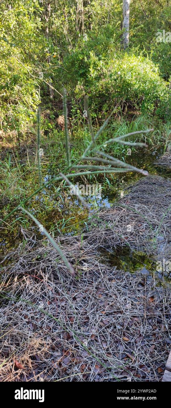 thick ditch crowngrass (Paspalum arundinaceum Stock Photo - Alamy