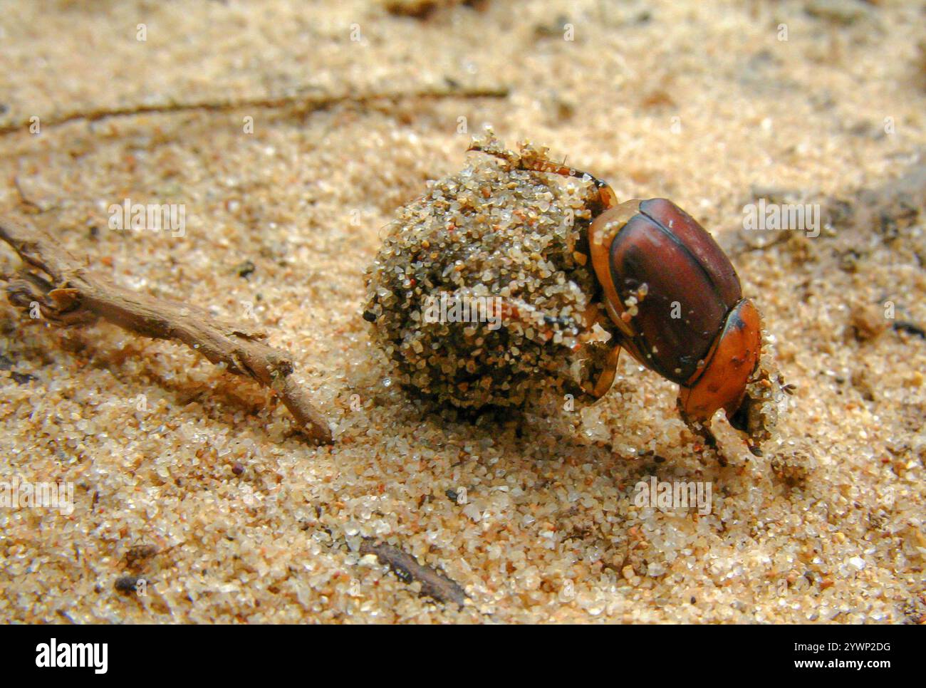 Dung Beetles (Scarabaeinae Stock Photo - Alamy