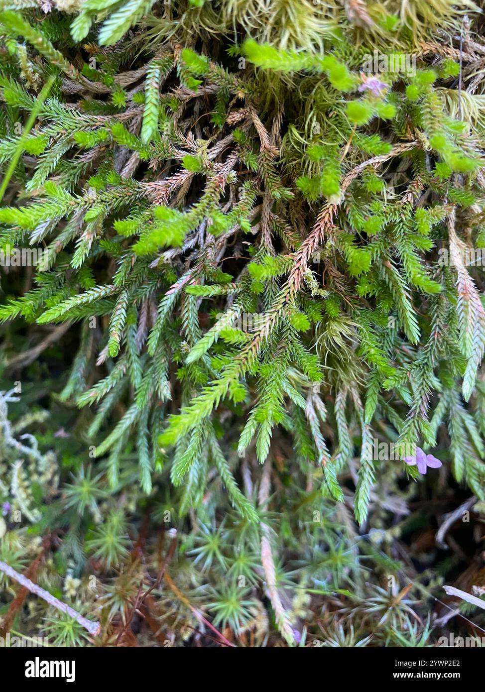 Wallace's spikemoss (Selaginella wallacei Stock Photo - Alamy