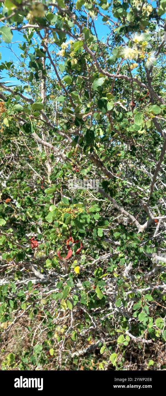 Catclaw Blackbead (Pithecellobium unguis-cati Stock Photo - Alamy