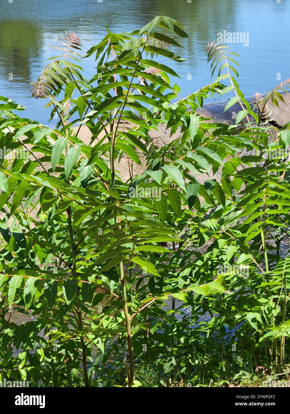 tree-of-heaven (Ailanthus altissima Stock Photo - Alamy