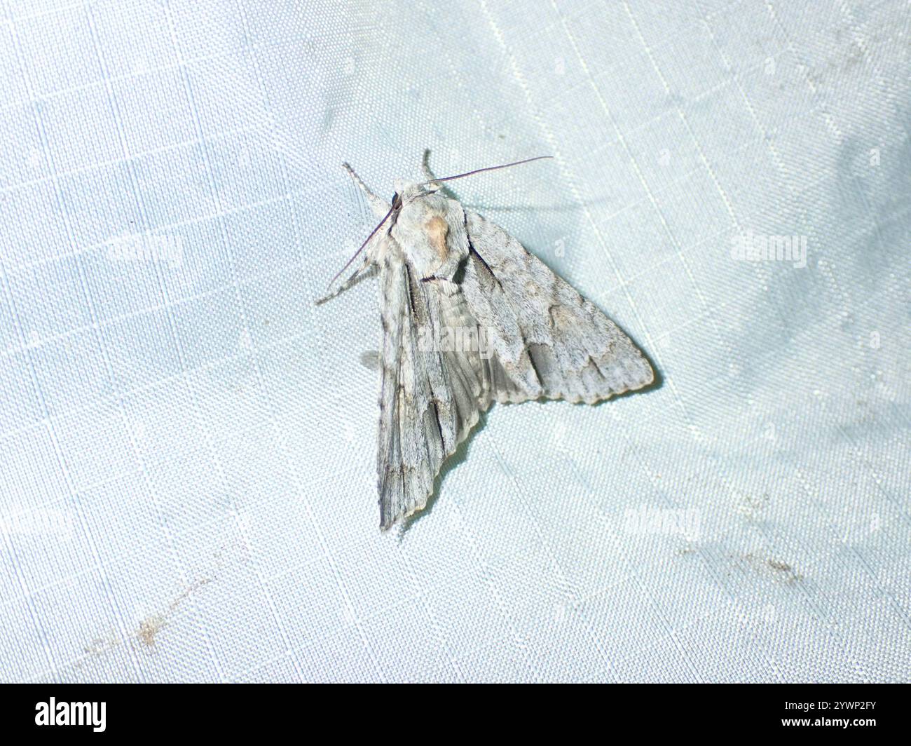 Dagger Moths (Acronicta Stock Photo - Alamy