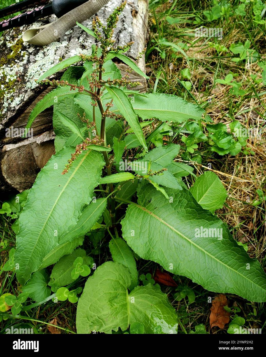 broad-leaved dock (Rumex obtusifolius Stock Photo - Alamy