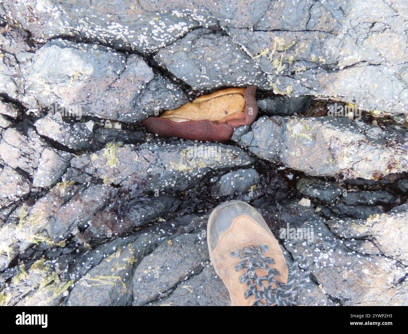 Gumboot Chiton (Cryptochiton stelleri Stock Photo - Alamy