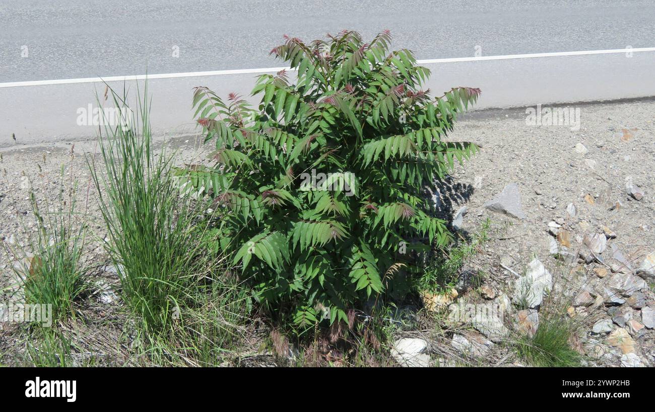 tree-of-heaven (Ailanthus altissima Stock Photo - Alamy