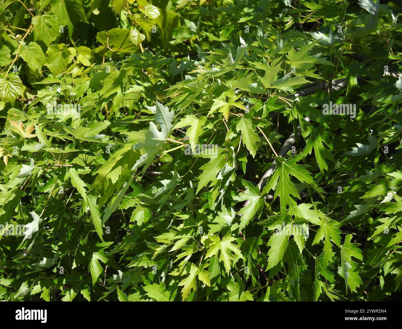 silver maple (Acer saccharinum Stock Photo - Alamy